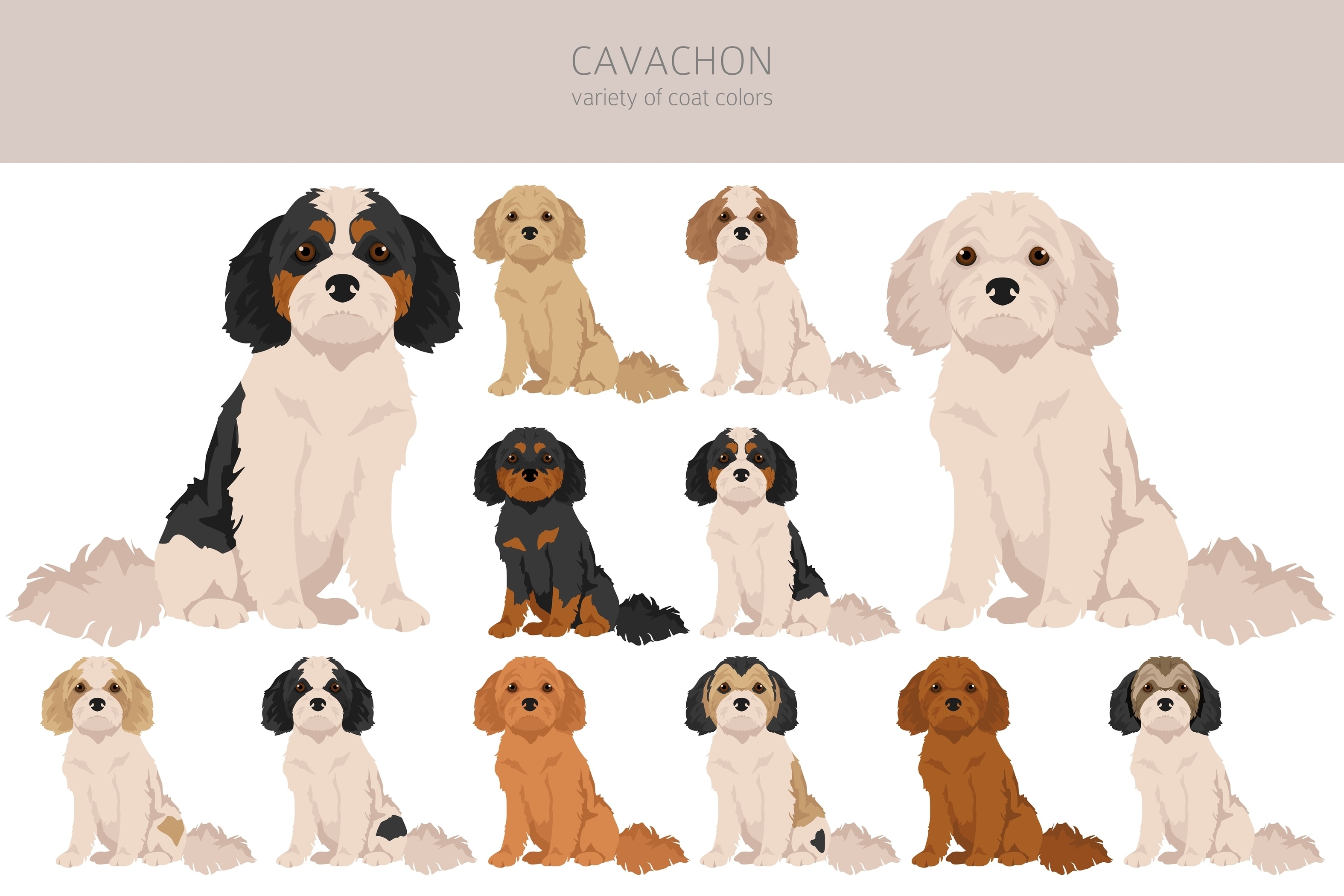 Cavachon: The Cavalier King Charles Spaniel and Bichon Frise Mixed ...