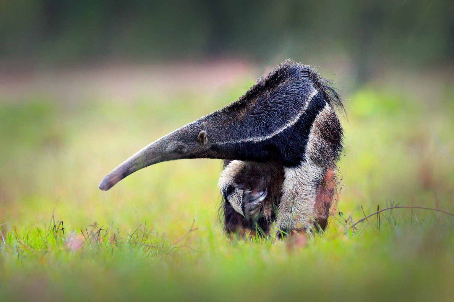 What Devours Ants? Exploring the Intriguing World of Ant Predators