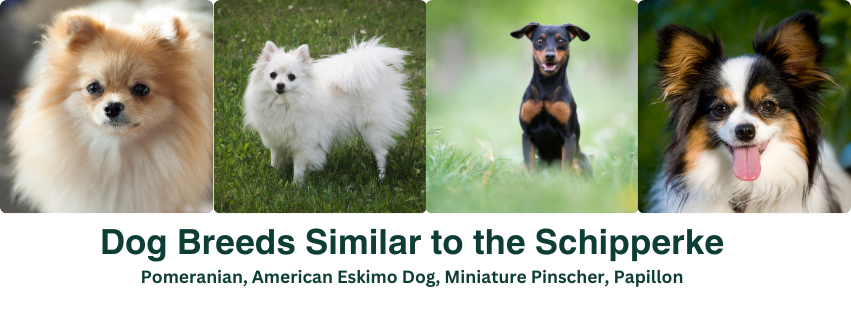 Schipperke - FurLyfe!