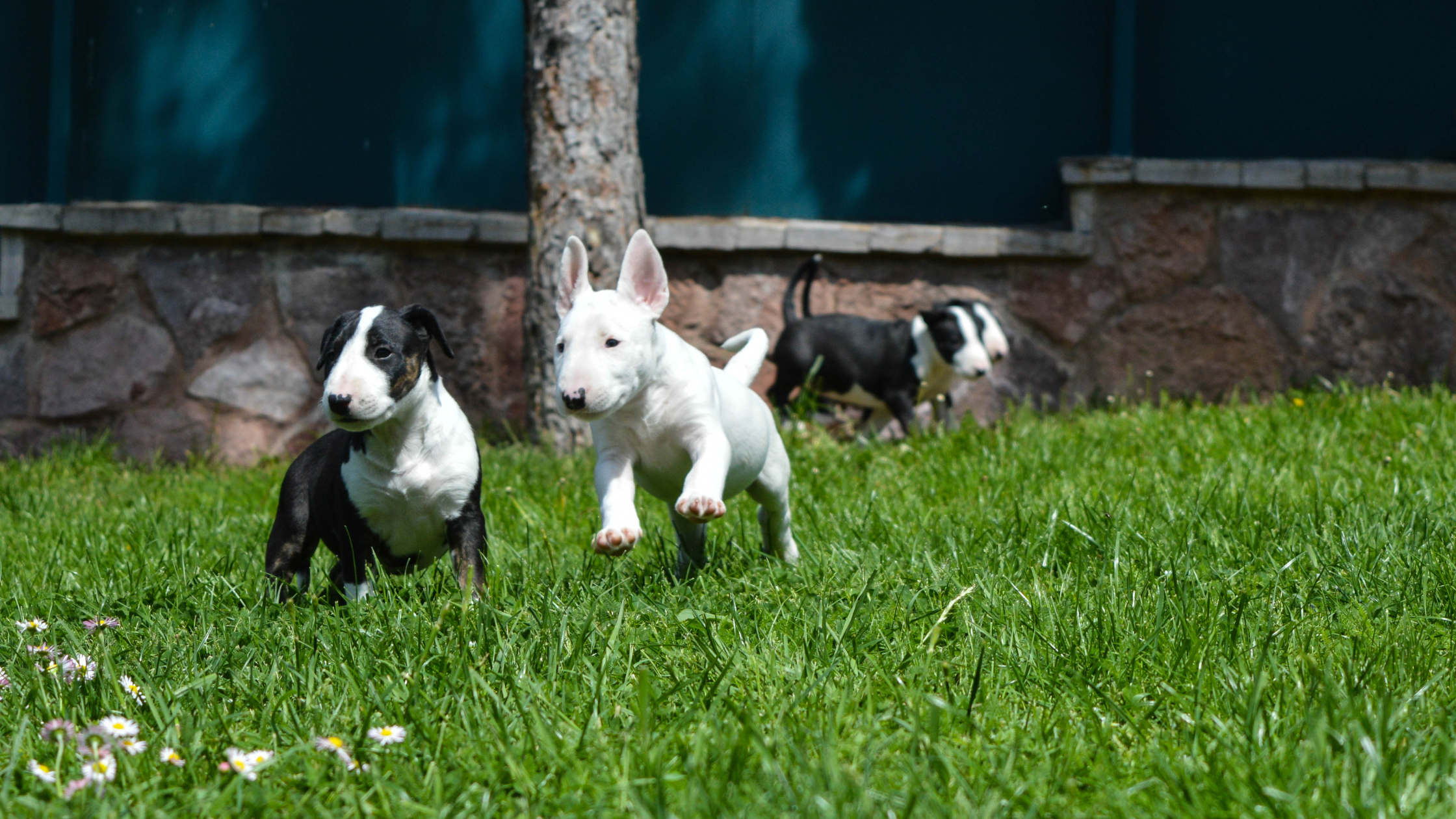 Miniature Bull Terrier - FurLyfe!