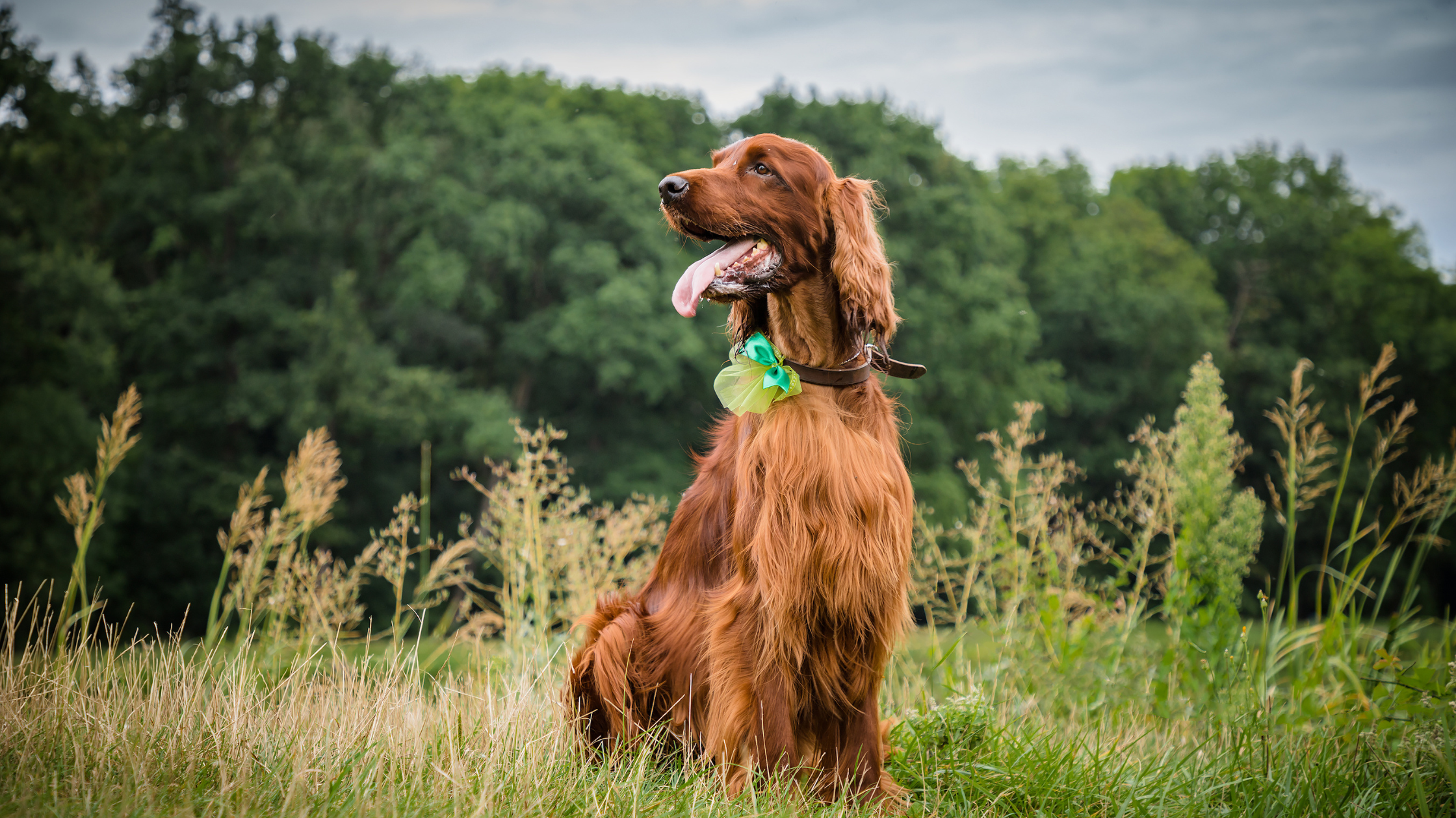Irish Setter - FurLyfe!