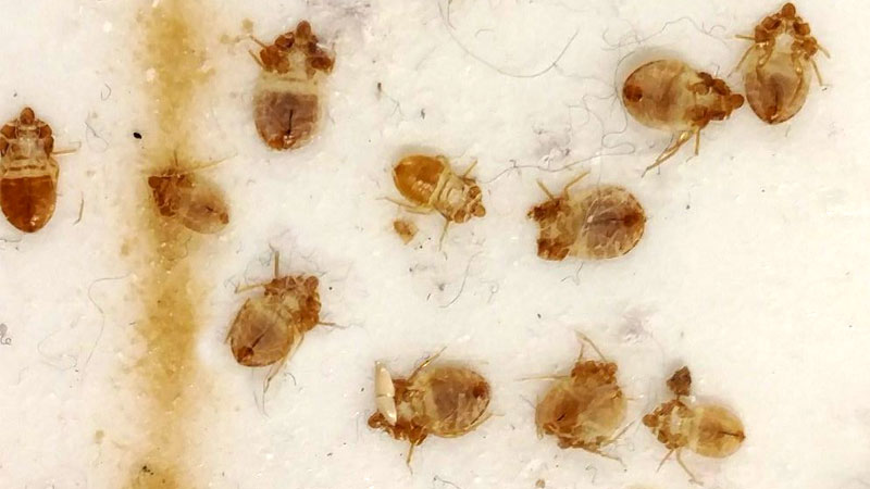 Bed Bug Detection: Unraveling Stealthy Intruders in Bedding