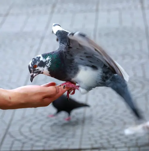 Pigeon Symbolism: Exploring the Deeper Meaning of These Graceful Birds