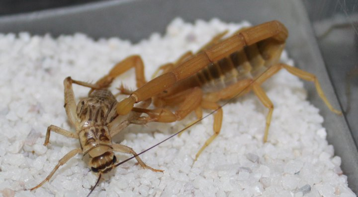 Are Bark Scorpions Poisonous? Protection Tips Revealed