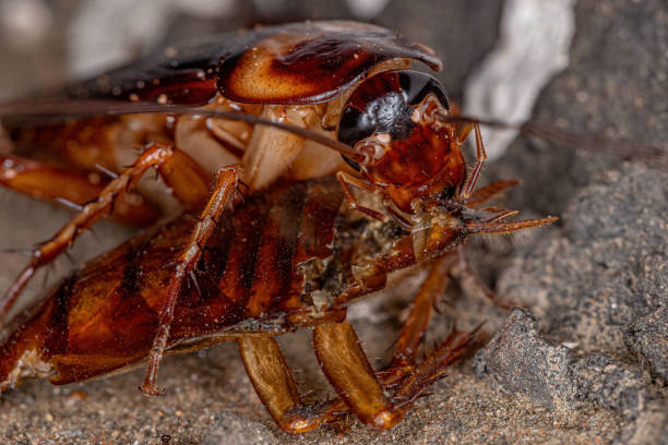 Roaches Dying? Learn How to Identify Signs - Expert Guide