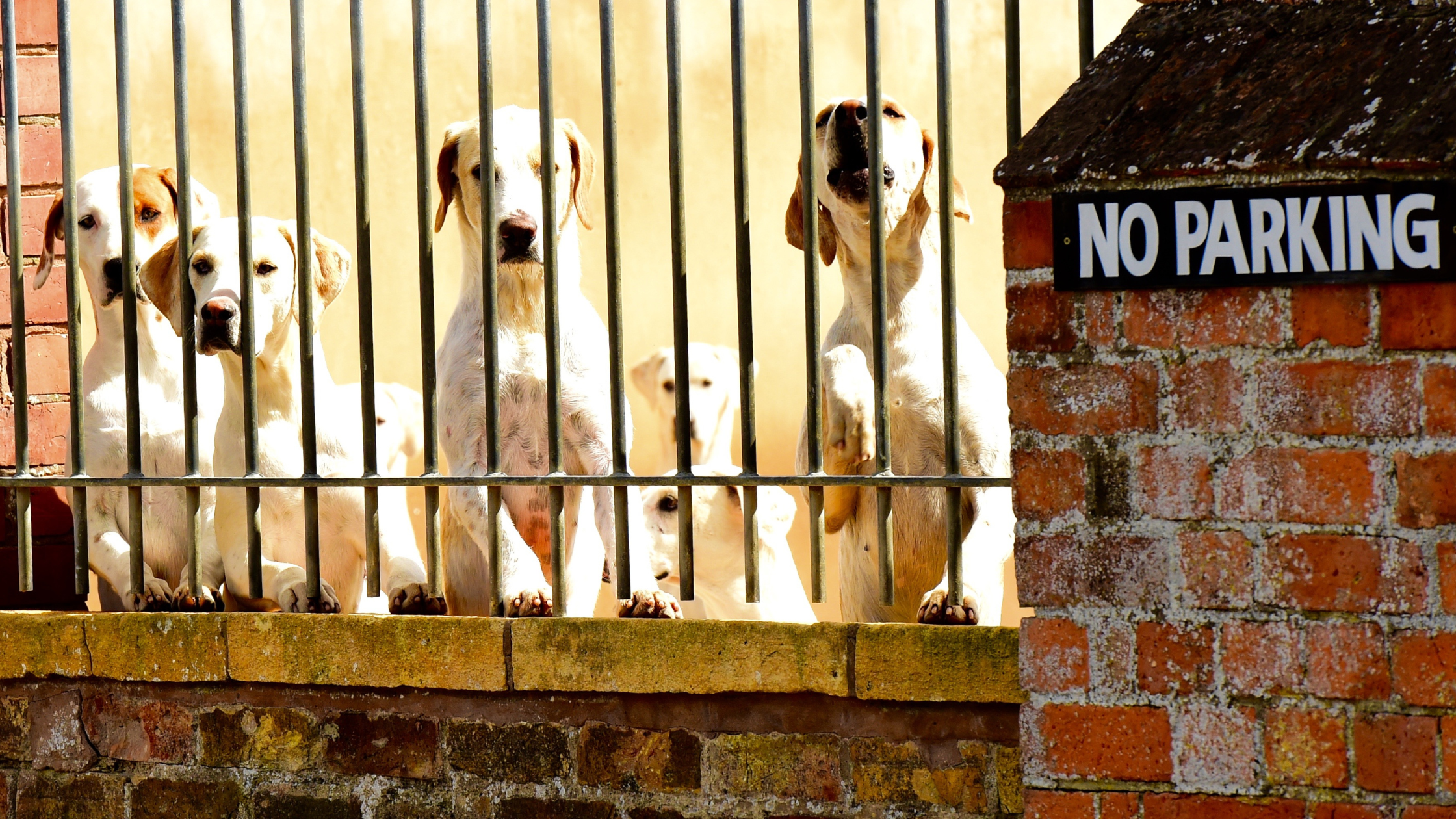 English Foxhound - FurLyfe!