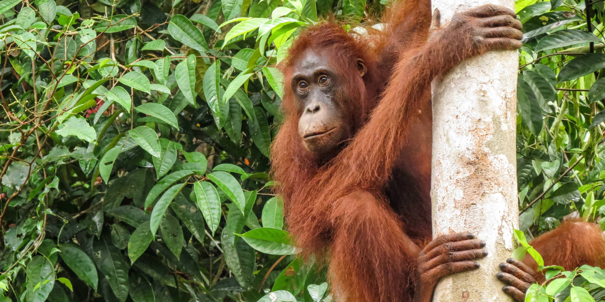 9 Interesting Animals In Indonesia