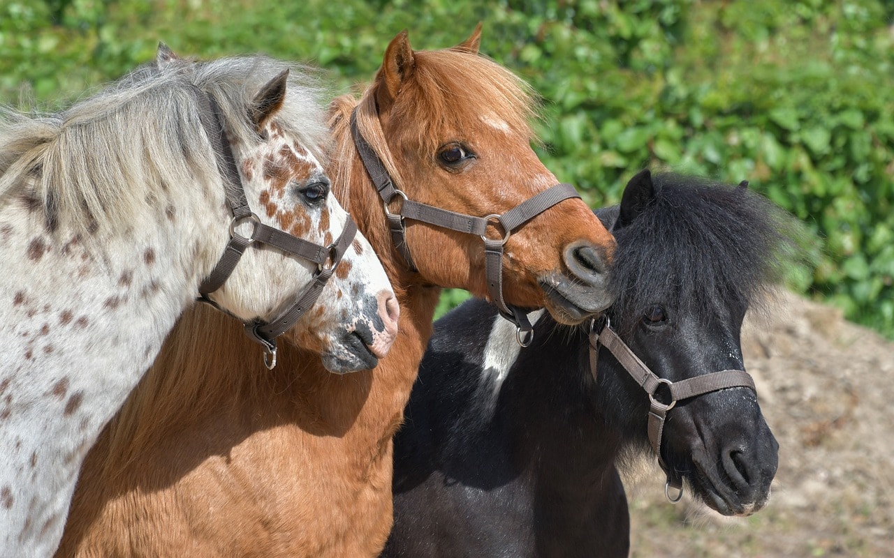 7 Popular Pony Breeds - Strathorn Farm Stables