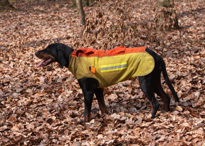 Discover The 5 Best Austrian Dog Breeds (With Pictures)