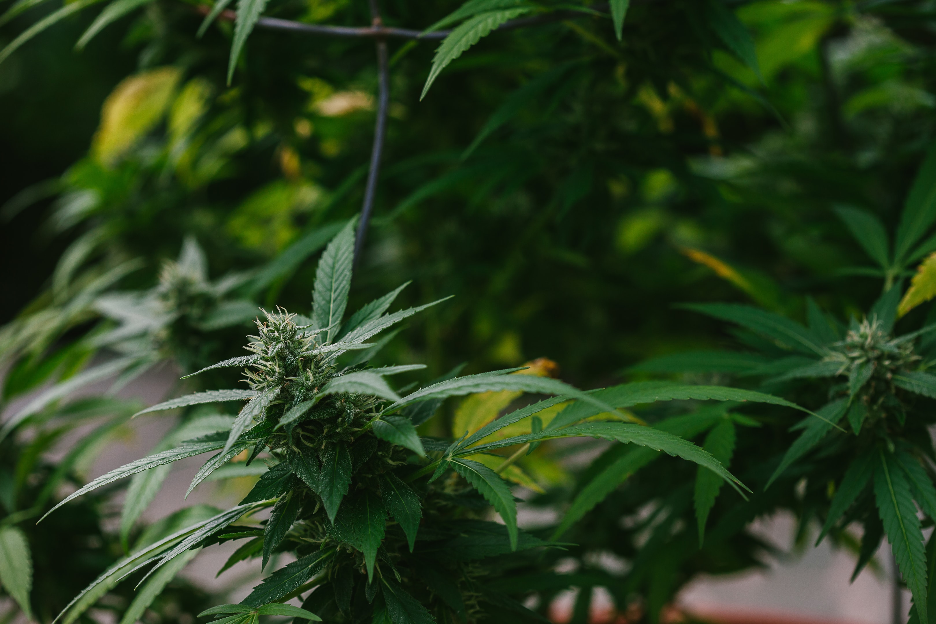 What Are the Five Strongest THCA Flower Hemp Strains? - 3CHI