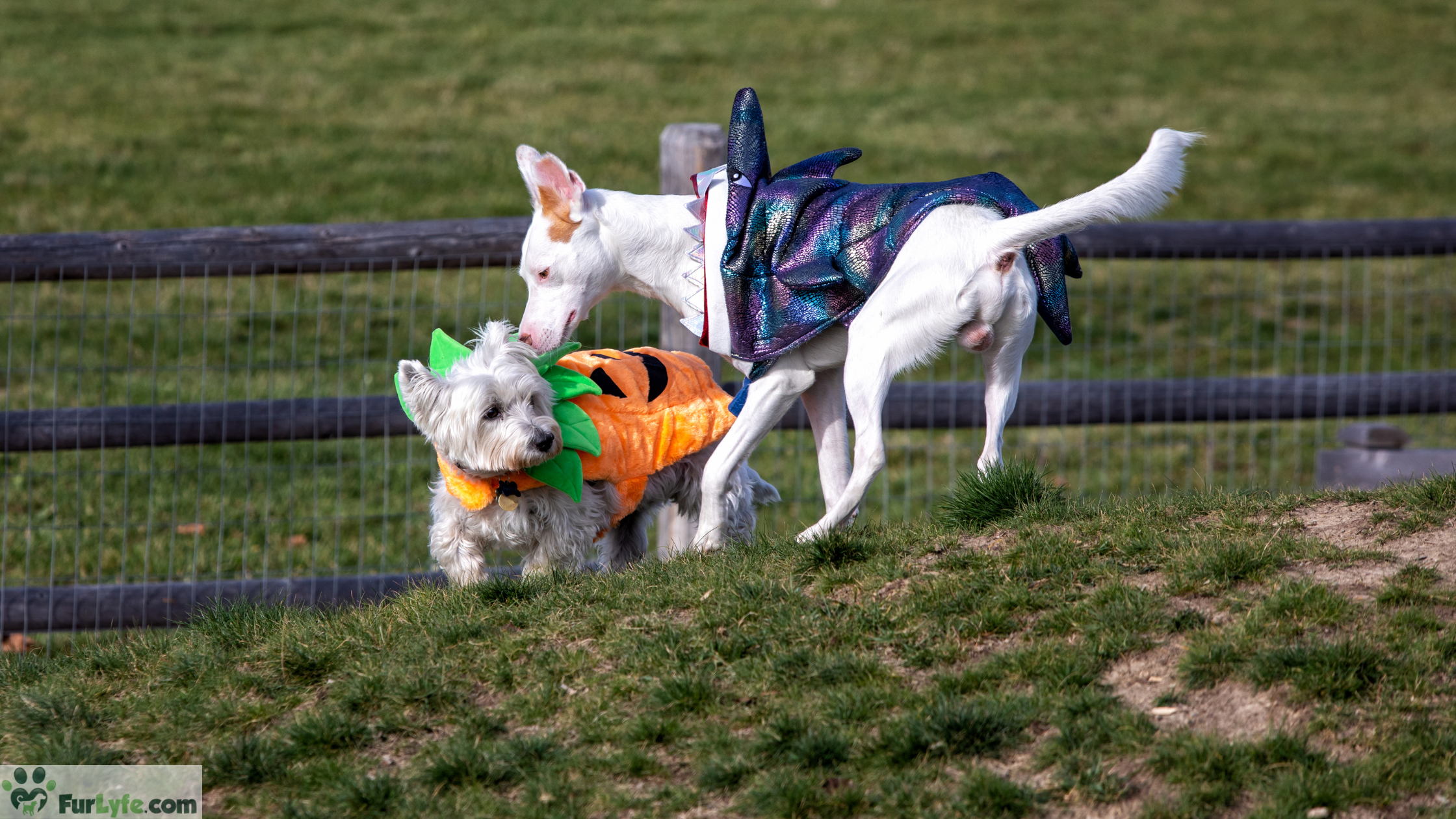 Portuguese Podengo - FurLyfe!