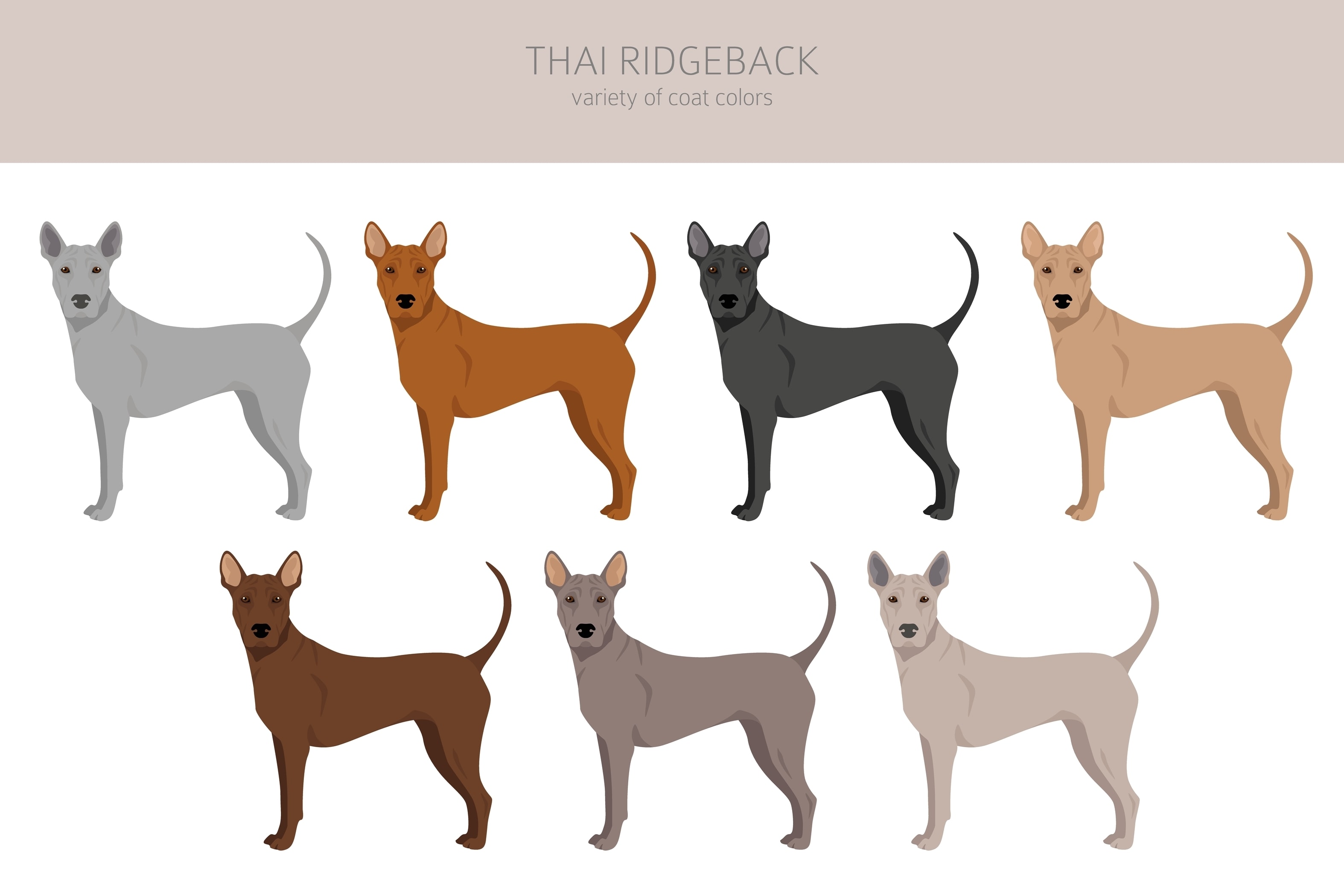 Thai Ridgeback - Dog Breed Information & Characteristics - FurLyfe!
