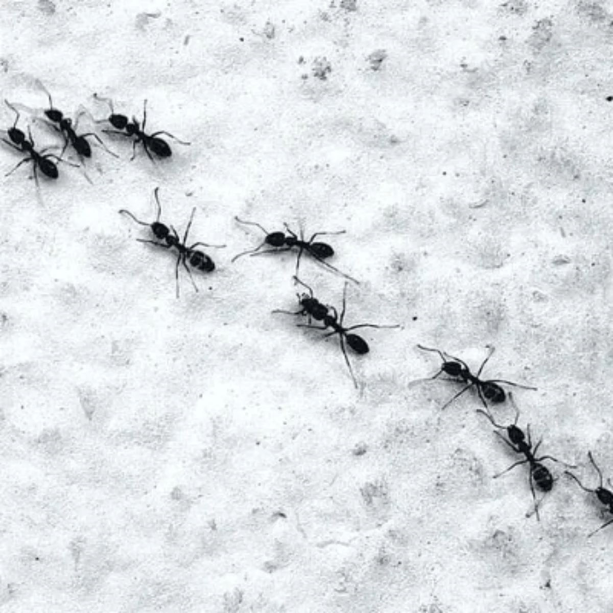 Sugar Ant Extermination: Mastering the Art of Killing Them Off