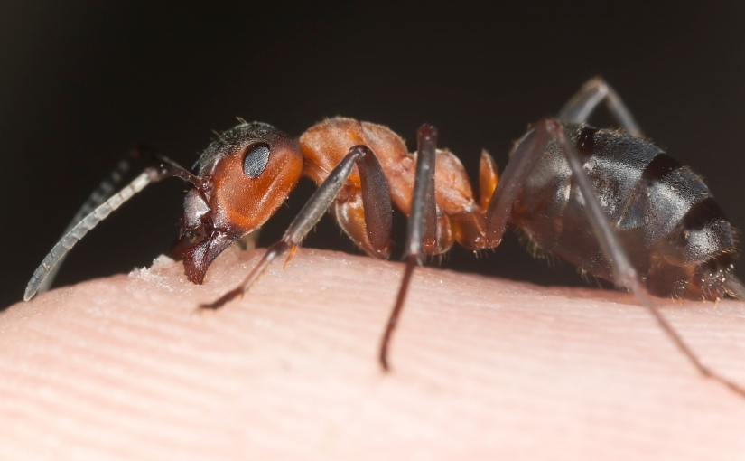 Ants: Do They Sting or Bite? Unveiling the Truth
