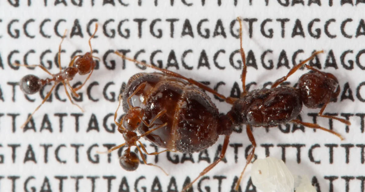 Unveiling the Mystery: Big Red Ants in Las Vegas