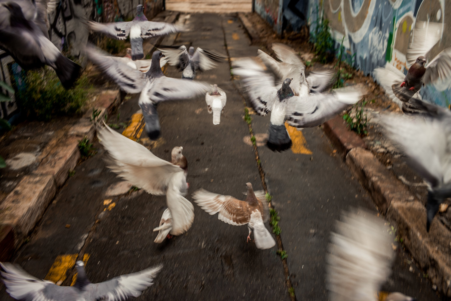 Pondering Pigeonology: Unveiling the Name for a Flock of Pigeons