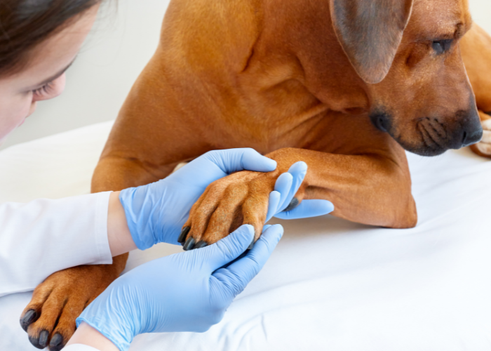 13 Dog Breeds That Use Their Paws A Lot (With Pictures)