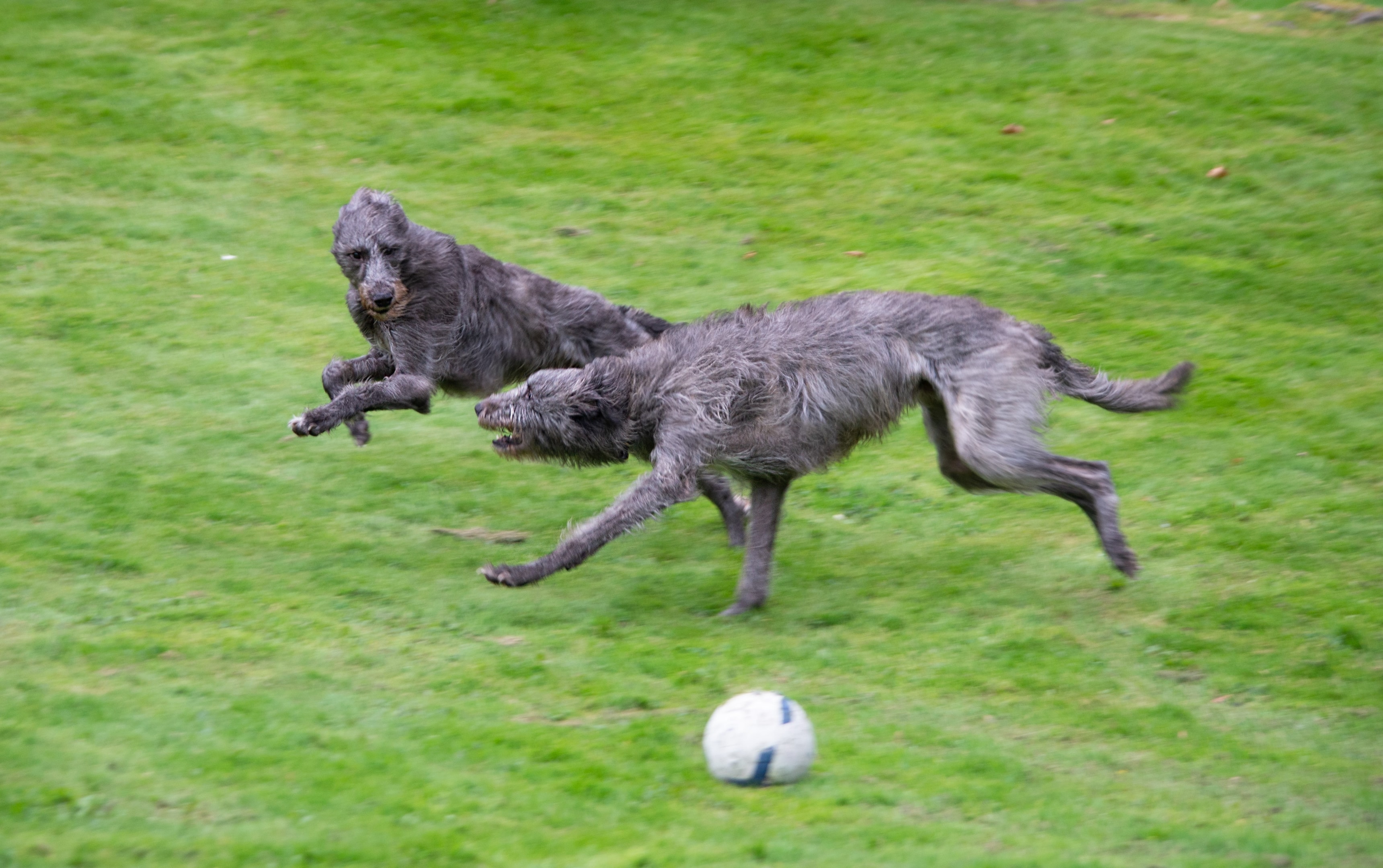 Scottish Deerhound - Dog Breed Information & Characteristics - FurLyfe!