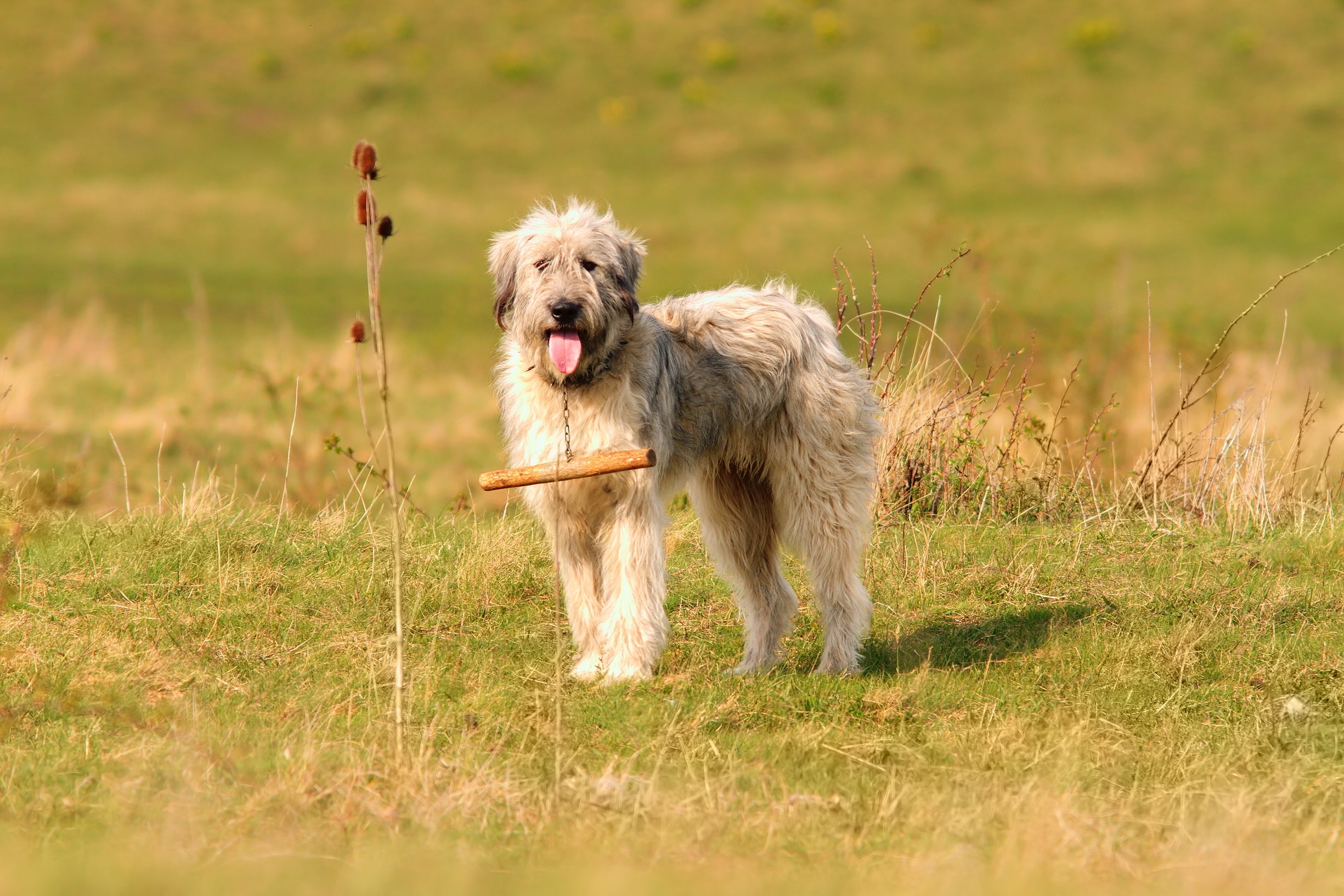 Romanian Mioritic Shepherd Dog - FurLyfe!