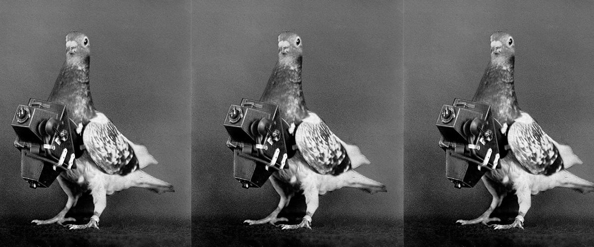 Pigeon FAQs & Intriguing Curiosities: Get Answers to Your Pigeon ...