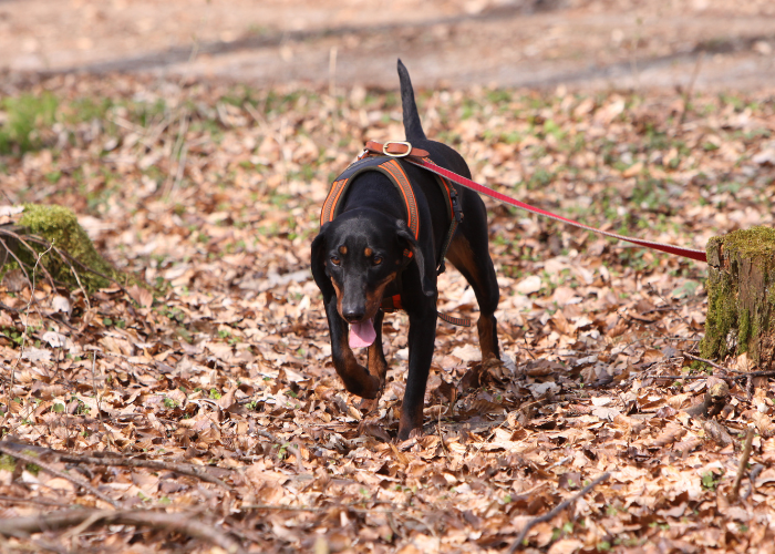 Discover The 5 Best Austrian Dog Breeds (With Pictures)
