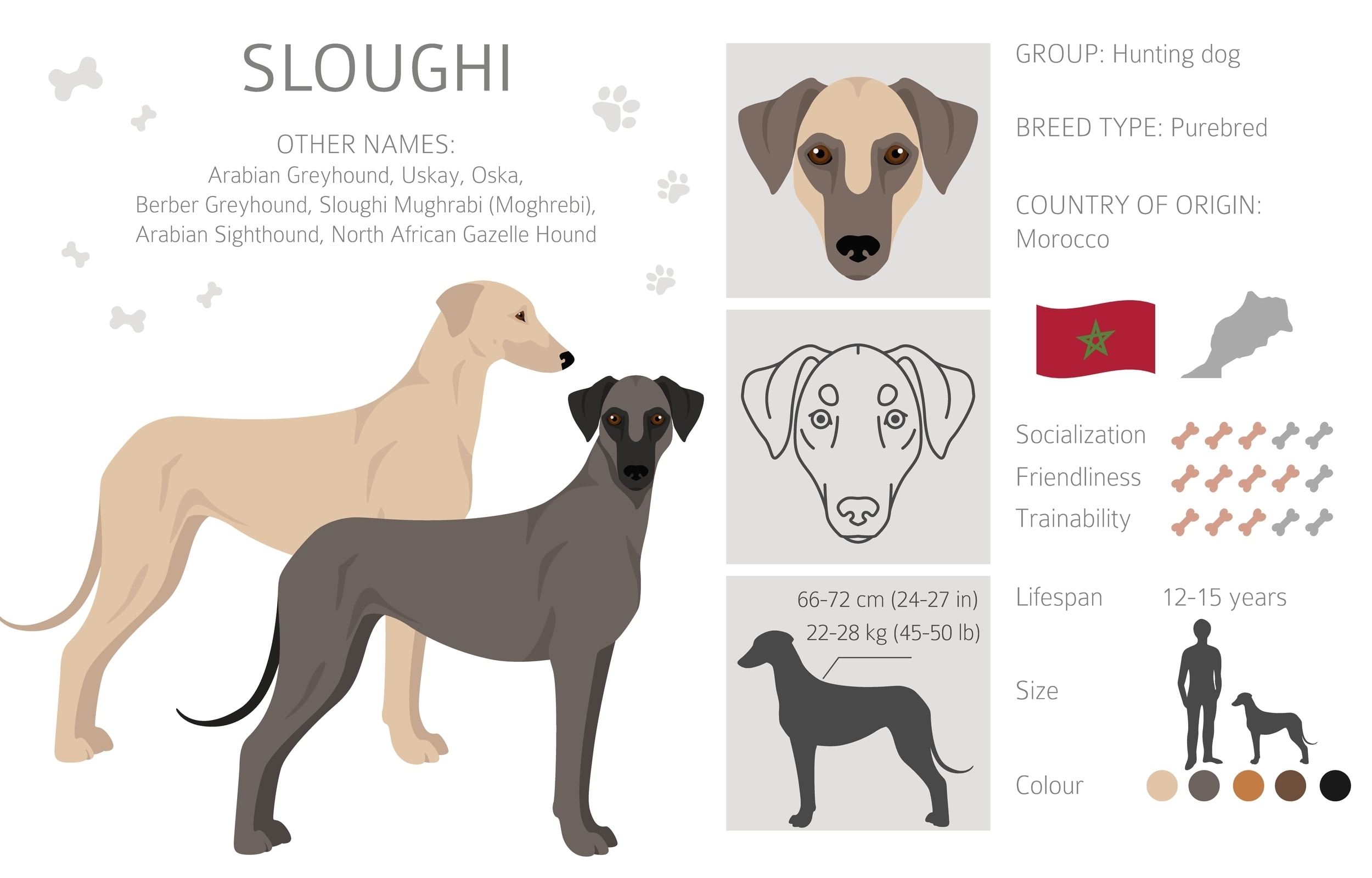 Sloughi - Dog Breed Information & Characteristics - FurLyfe!
