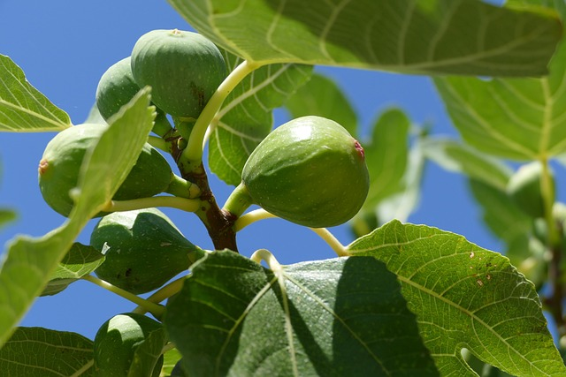 12 of the Best Types of Fruit Trees to Plant in Central Florida ...