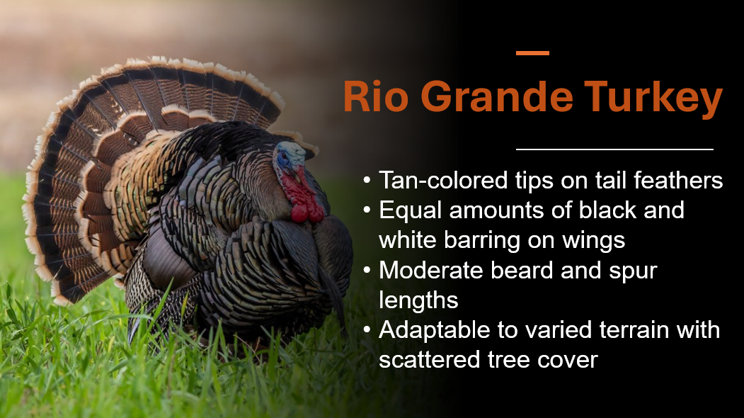 Complete Guide to Turkey Hunting in Kansas (2025-26)