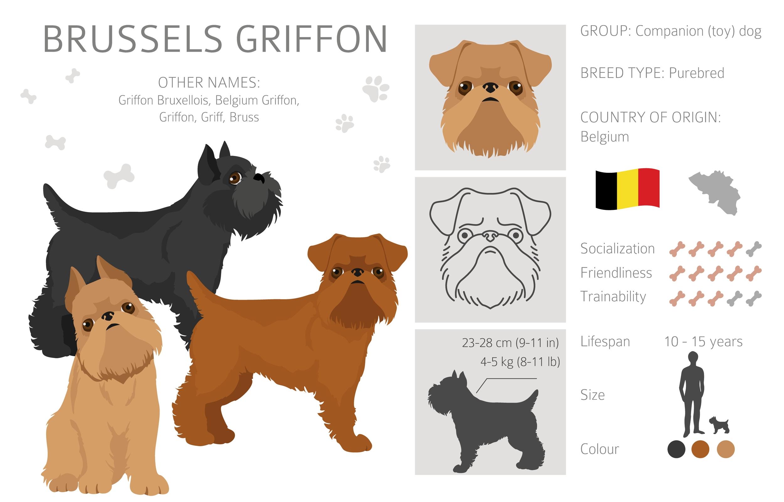 Brussels Griffon - FurLyfe!