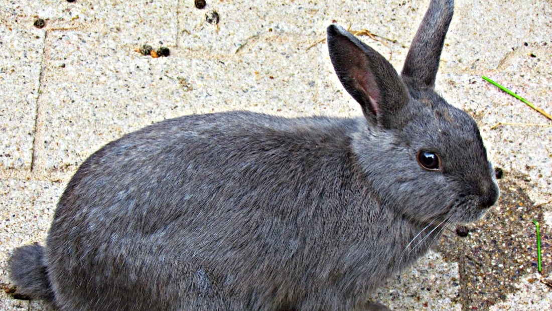 12 Warning Signs Your Rabbit Is Dying & How to Help - Everbreed