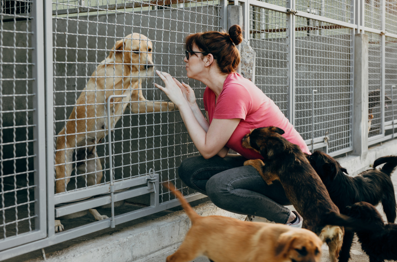 18 Creative Fundraising Ideas for Animal Shelters