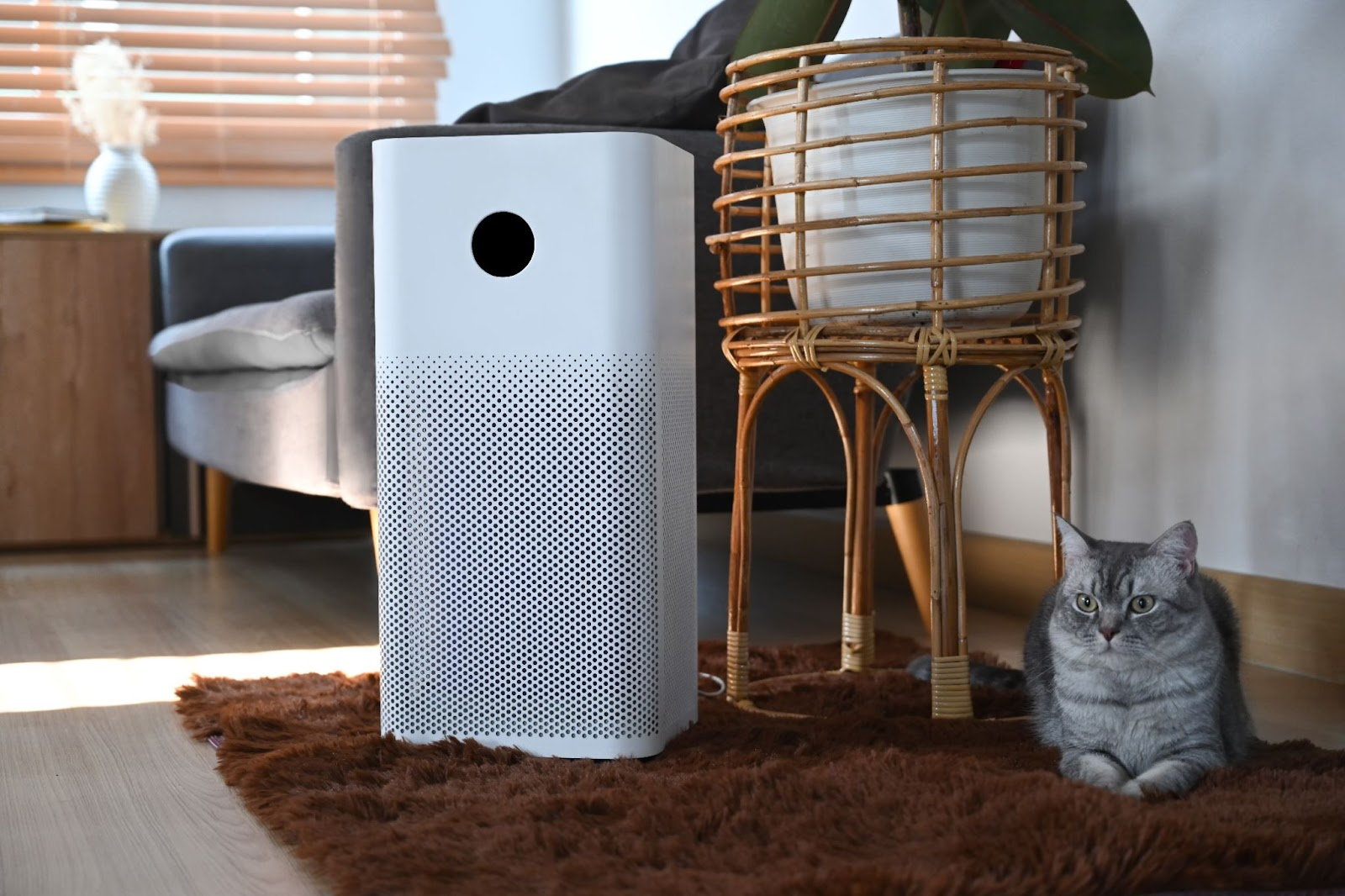Do Air Purifiers Help With Lead Dust - CleanseHive