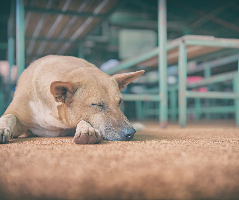 Thai Ridgeback - FurLyfe!