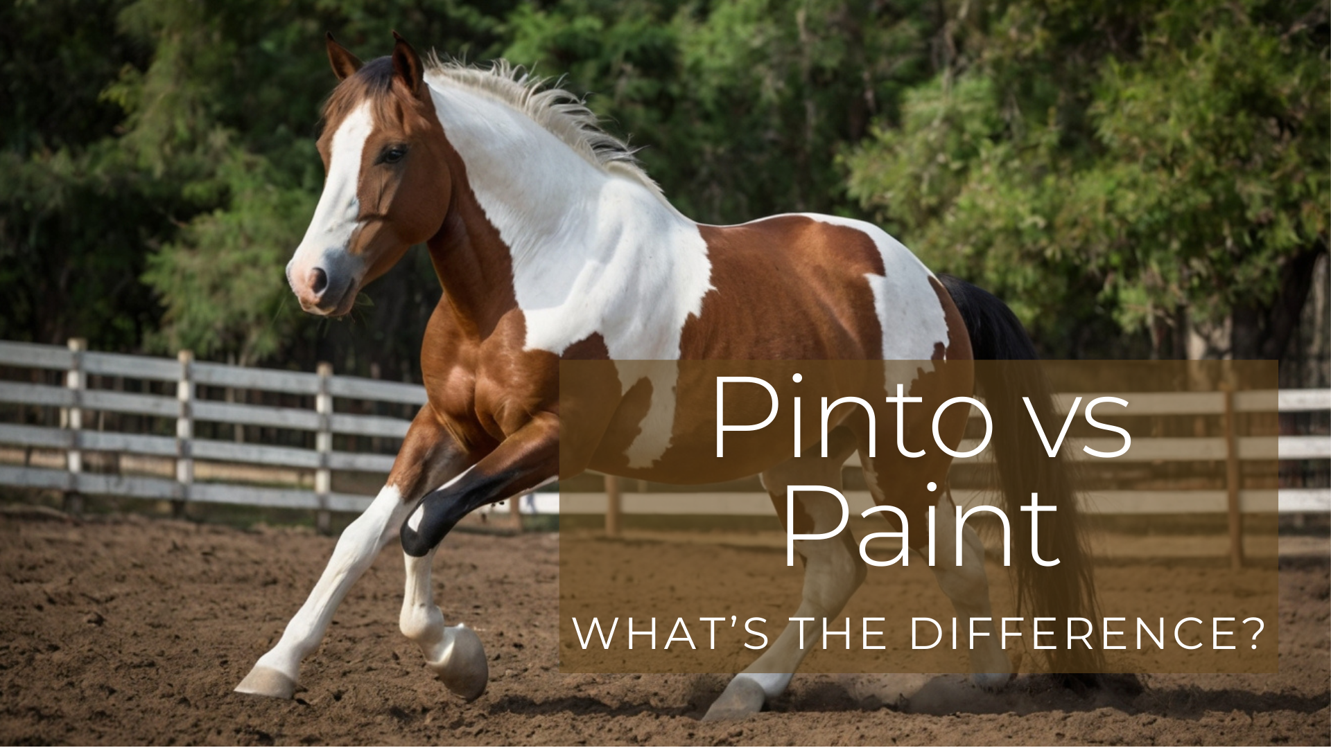 Pinto Vs Paint Horse: What's the Difference? - Strathorn Farm Stables
