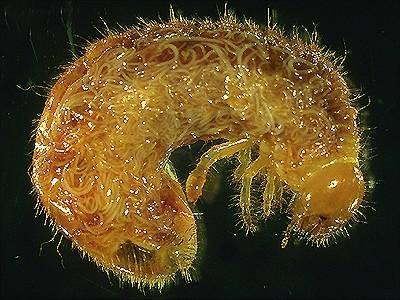 Effective Outdoor Flea Control: Protecting Yards