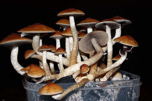 An Introductory Guide to Psilocybe Cubensis - 1UpMaps Psychedelics