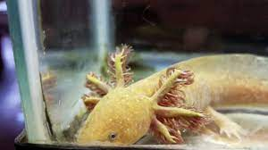 15 Axolotl Color Morphs - ReptileStartUp.com