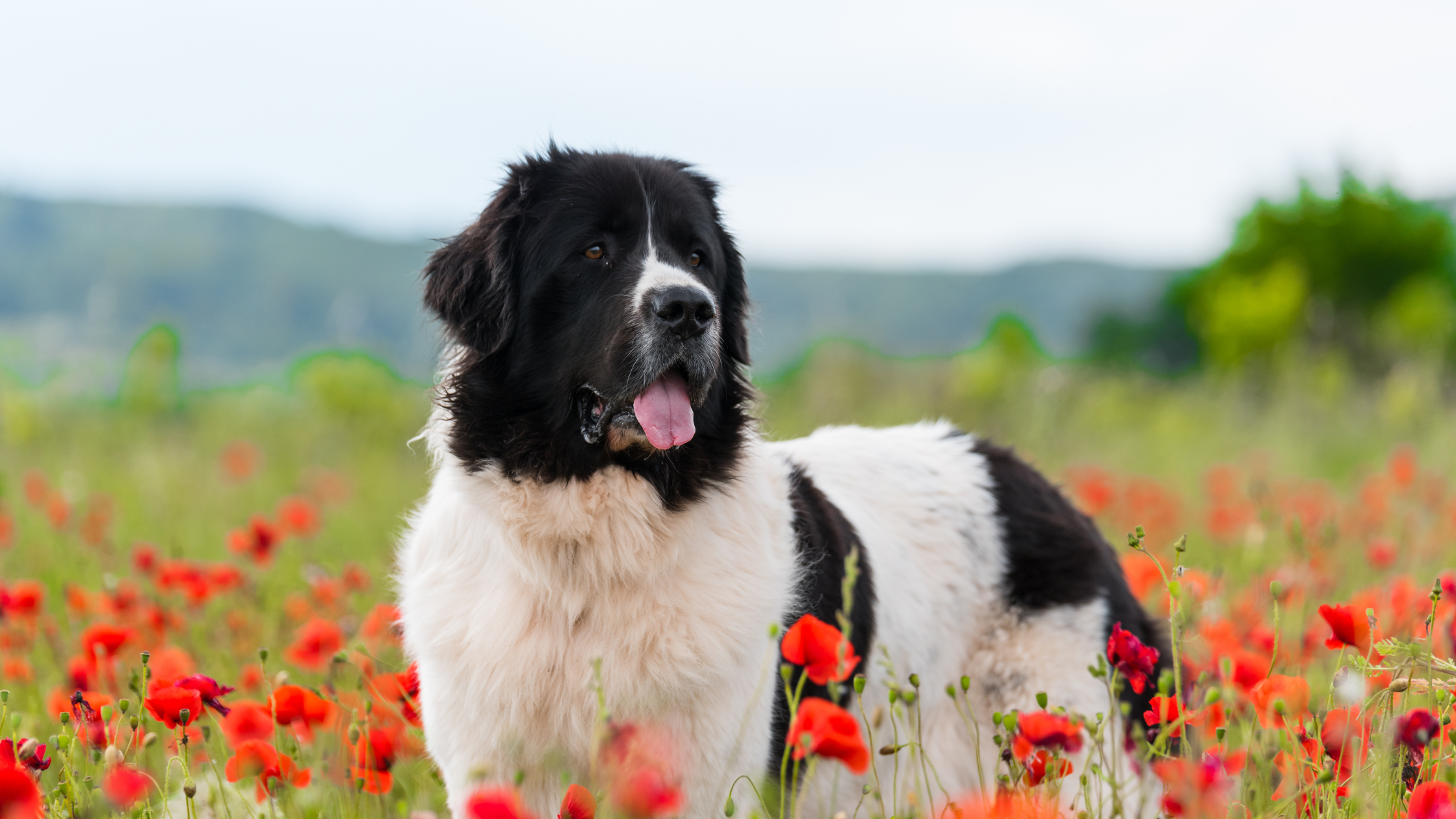 Landseer - FurLyfe!