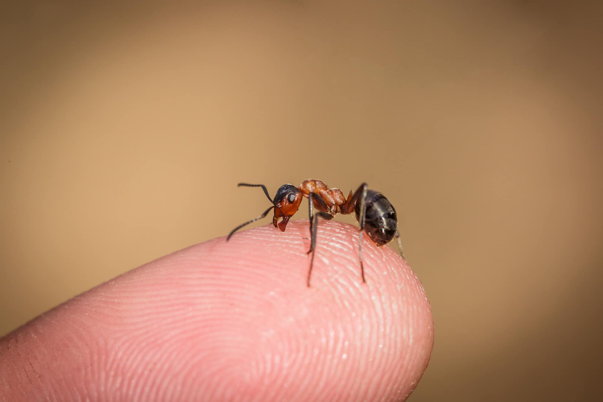 Ants: Do They Sting or Bite? Unveiling the Truth