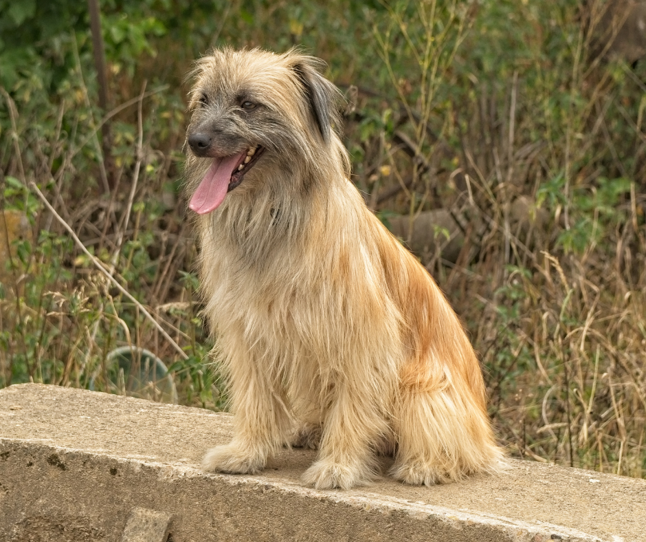 Pyrenean Shepherd - FurLyfe!