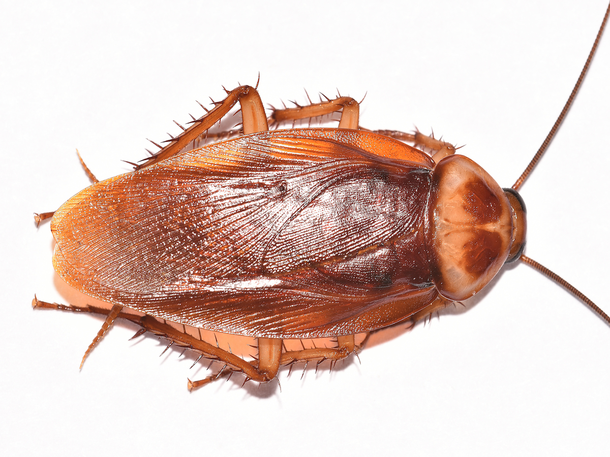Nevada's Common Cockroaches: Unveiling the Pest Predicament