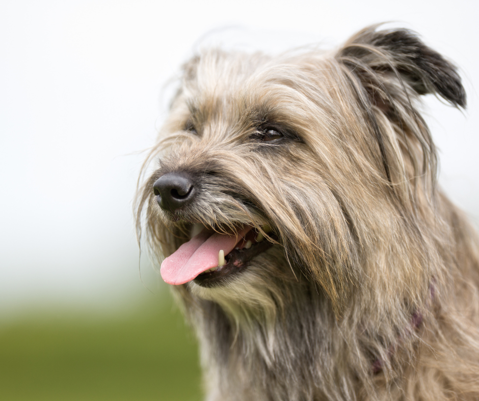 Pyrenean Shepherd - FurLyfe!