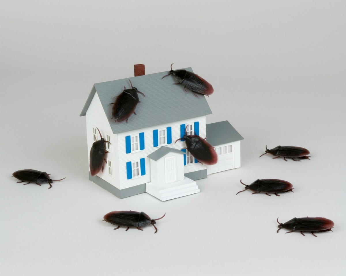 Roach Infestation Risk: Moving and Bringing Cockroaches