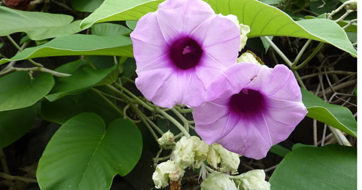 A Comprehensive List Of Psychoactive Plants - 1UpMaps Psychedelics