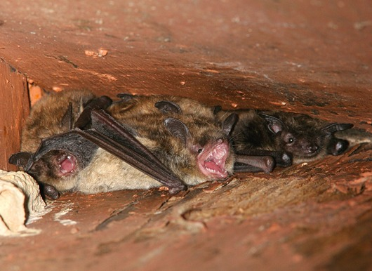 What To Do When You See Signs of Bats in House? - Pest & Animal Removal ...