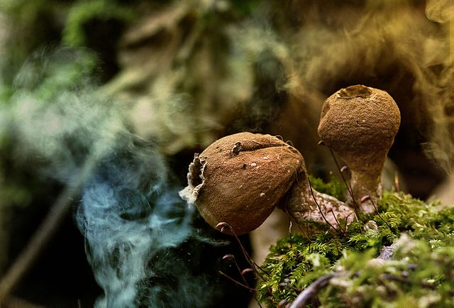 An Introductory Guide to Psilocybe Cubensis - 1UpMaps Psychedelics