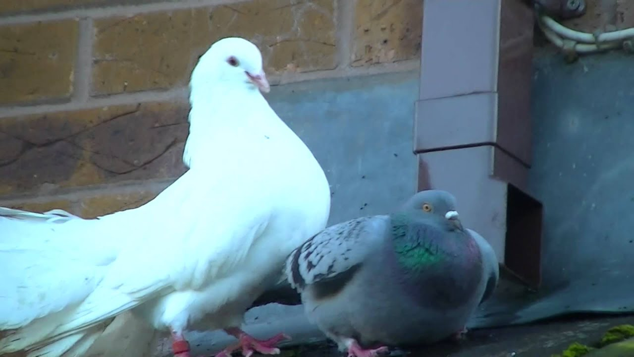 Can Pigeons and Doves Mate? Exploring Avian Interspecies Breeding