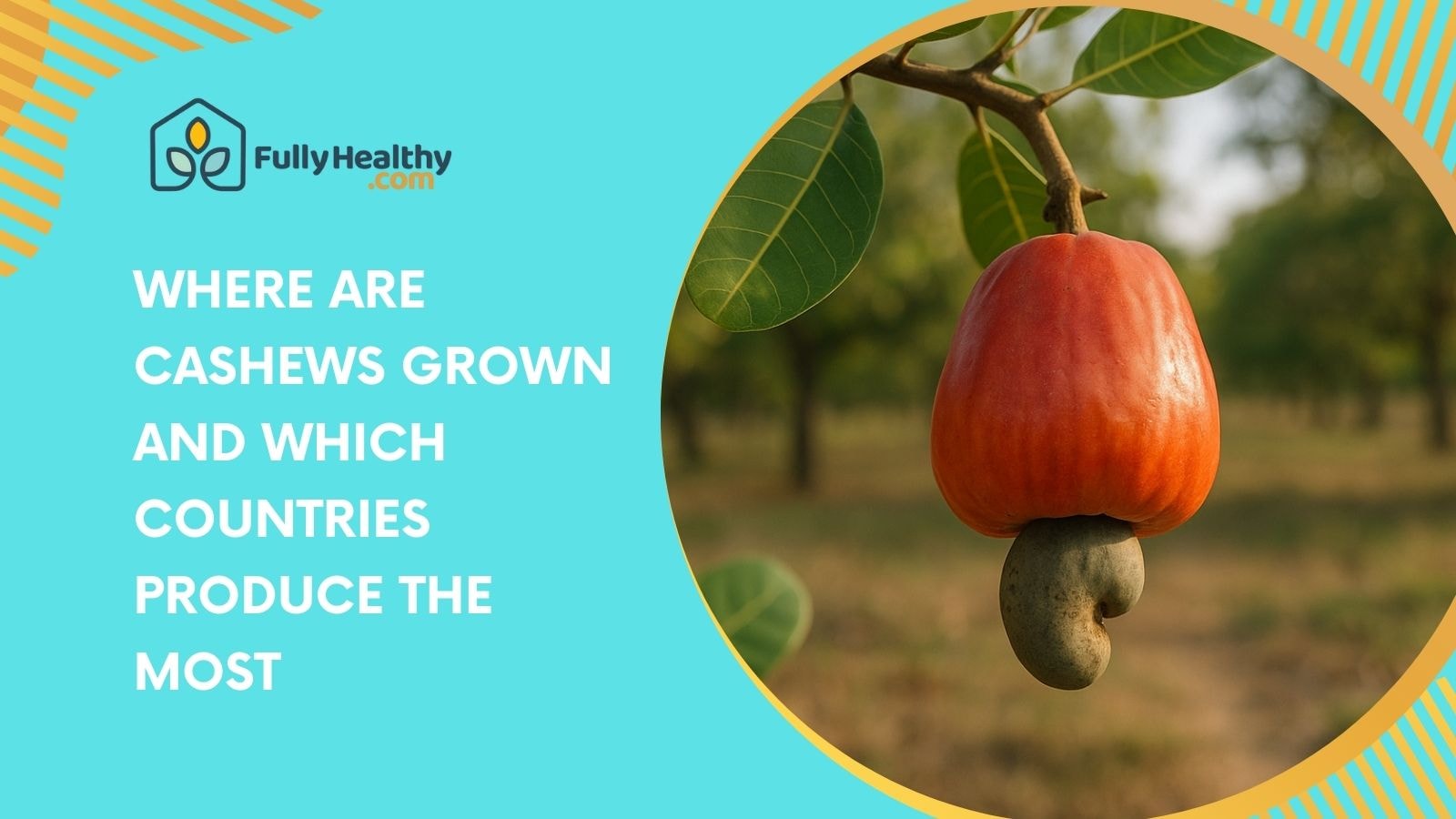 Where Are Cashews Grown and Which Countries Produce the Most