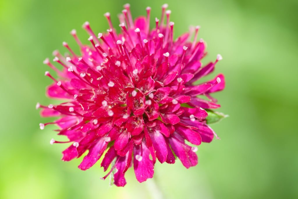 🌹20 Exquisite Flowers that Start with K