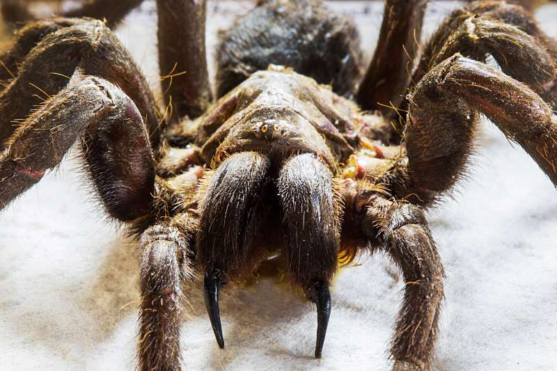 Can Spiders Bite Through Clothes? Unveiling the Truth
